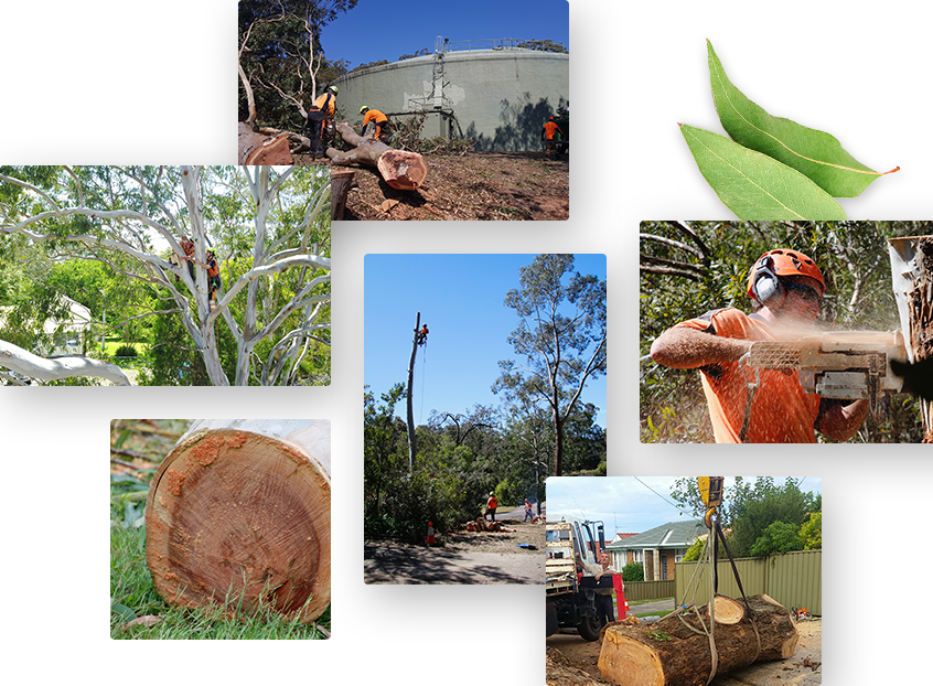 Tree Removal & Stump Grinding Newcastle & Central Coast: Agility Trees