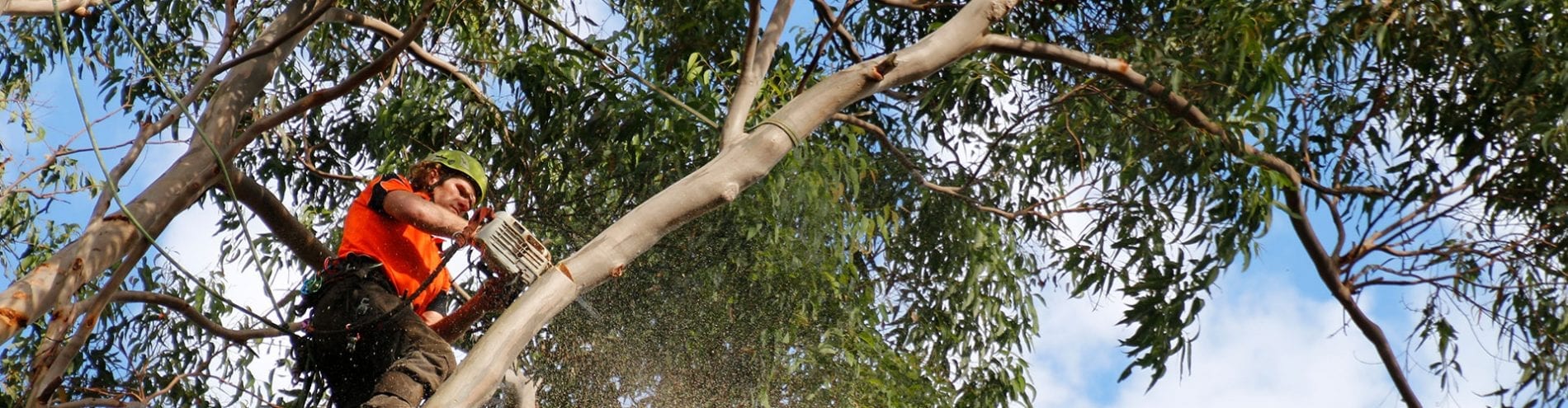 Hire A Trained Arborist, Tree Removal Newcastle: Agility Trees