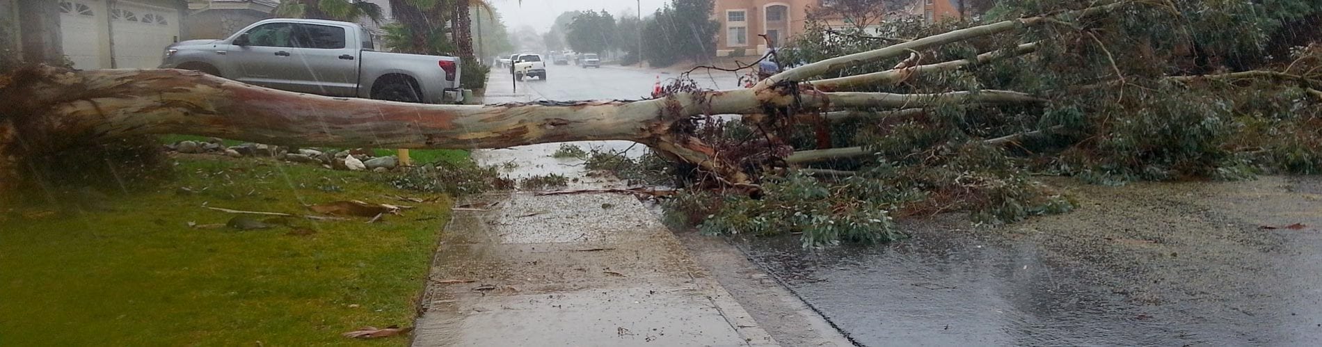 Emergency Tree Removal Newcastle & Central Coast: Agility Trees