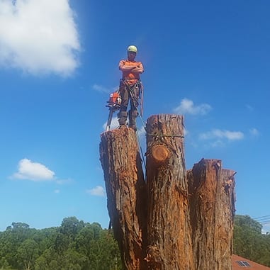 Arborist Cable Bracing Services Newcastle: Agility Trees