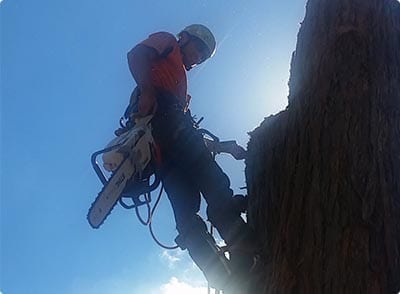 Removing Hazardous Trees Newcastle & Lake Macquarie: Agility Trees