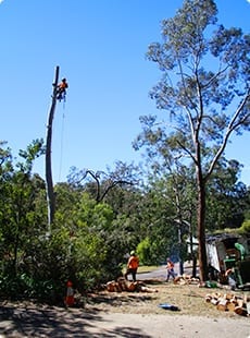 Land & Block Clearing Newcastle & Lake Macquarie: Agility Trees