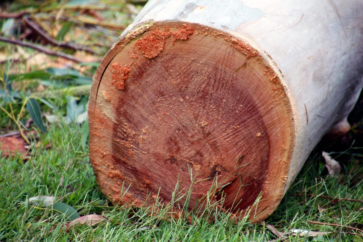 Mulching & Wood Chipping Newcastle & Hunter: Agility Trees