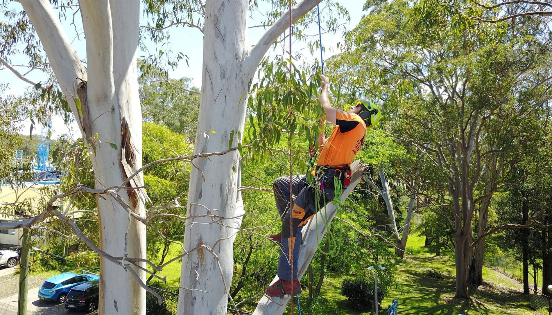Tree Removal Newcastle, Maitland & Lake Macquarie: Agility Trees