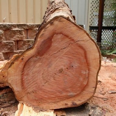 Tree Removal Newcastle, Maitland & Lake Macquarie: Agility Trees