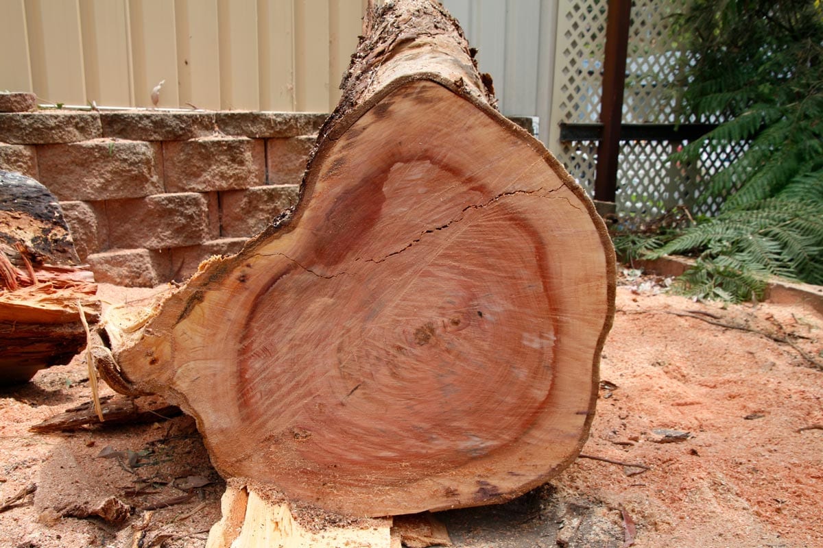 Tree Removal Newcastle, Maitland & Lake Macquarie: Agility Trees