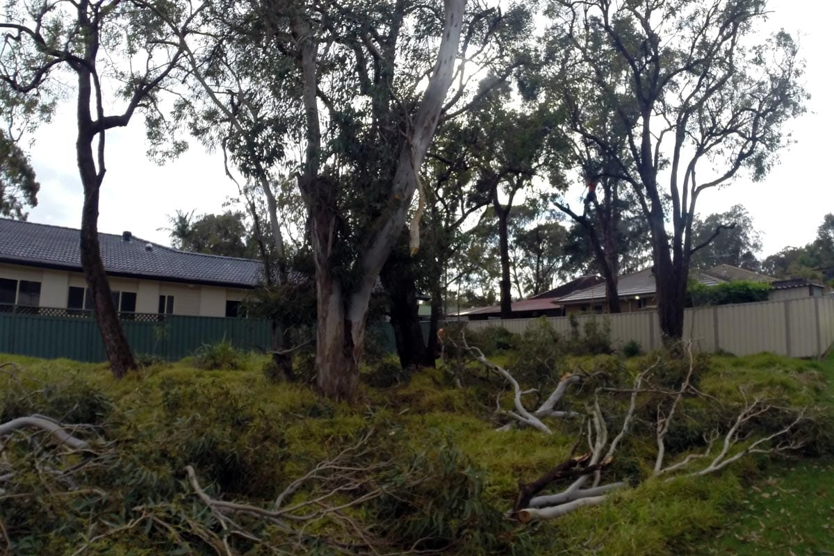Land & Block Clearing Newcastle & Lake Macquarie: Agility Trees