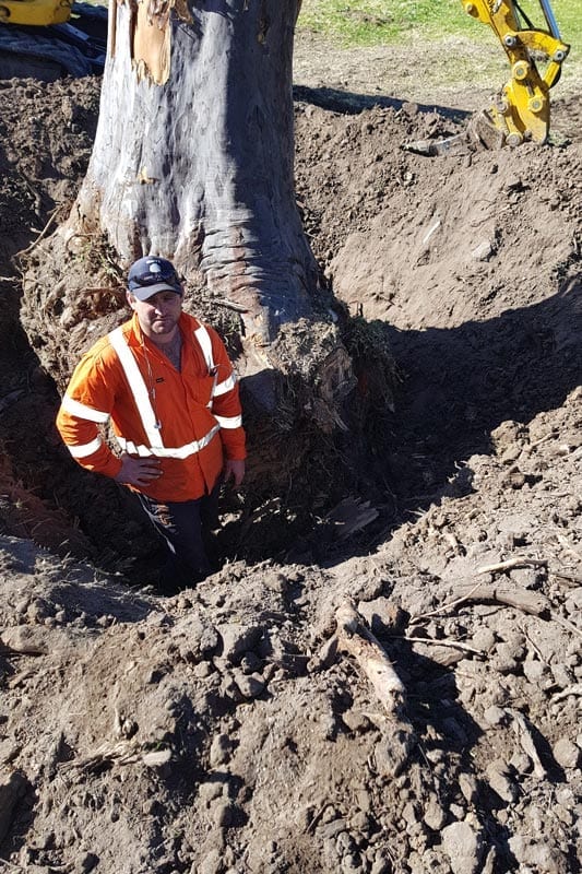 Stump Grinding Newcastle & Lake Macquarie: Agility Trees