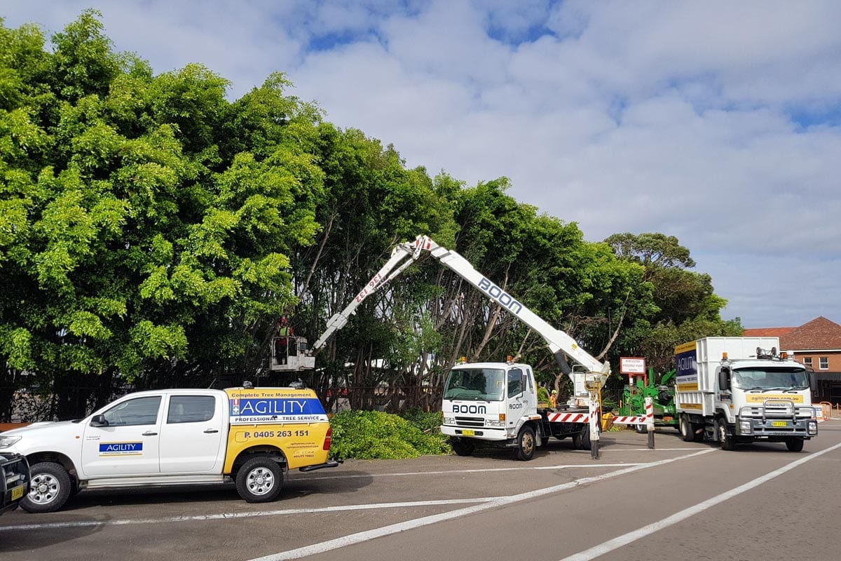 Tree Maintenance Services Newcastle & Lake Macquarie: Agility Trees