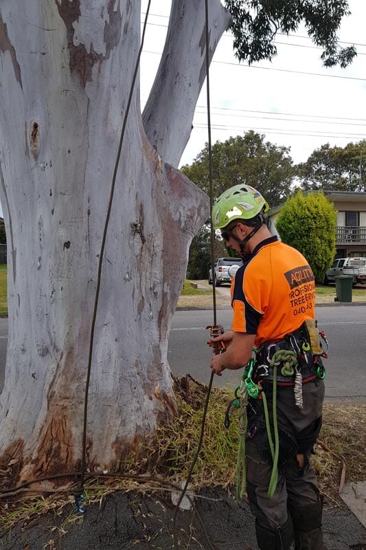 Tree Maintenance Services Newcastle & Lake Macquarie: Agility Trees