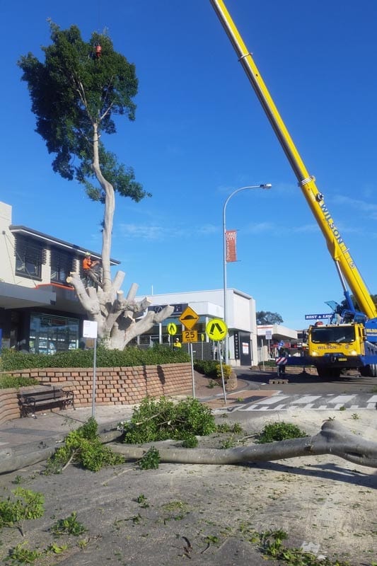 Civil & Commercial Tree Services Newcastle: Agility Trees