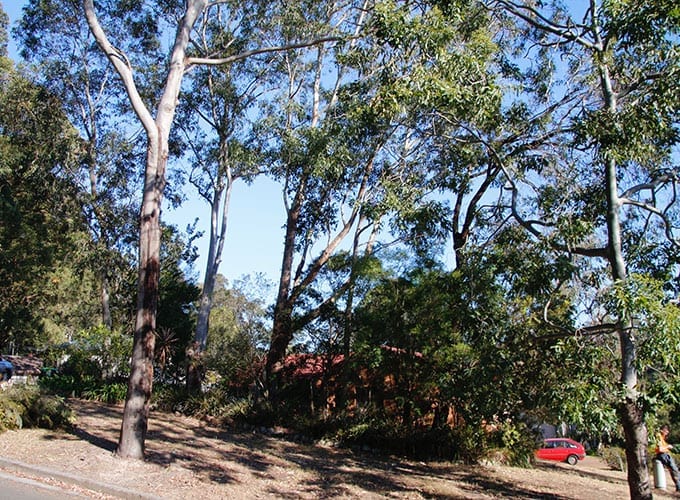 Arboricultural Maintenance & Tree Surgery Newcastle: Agility Trees