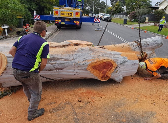 School Tree Removal & Maintenance Newcastle: Agility Trees