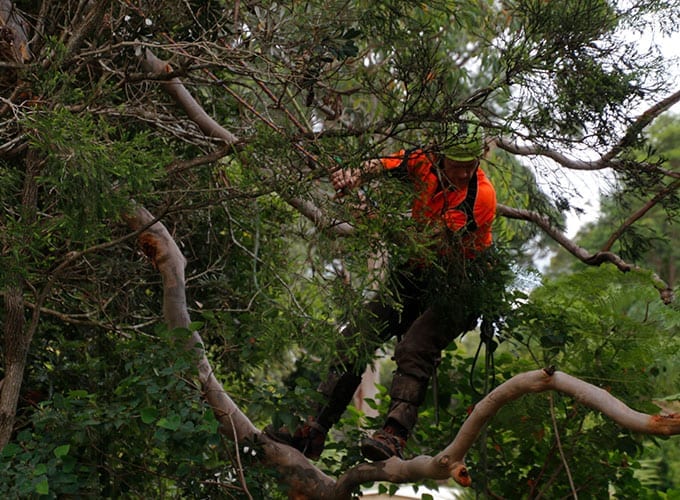 Aerial Tree Inspections Newcastle & Lake Macquarie: Agility Trees