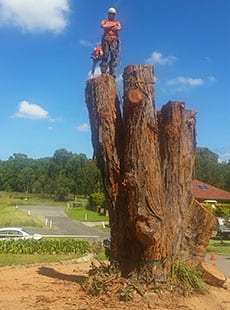 Council Tree Removal Newcastle & Lake Macquarie: Agility Trees