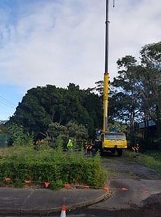 Commercial Tree Maintenance Newcastle & Lake Macquarie: Agility Trees