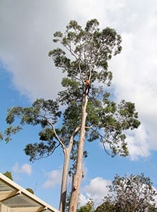 Arborist Cable Bracing Services Newcastle: Agility Trees