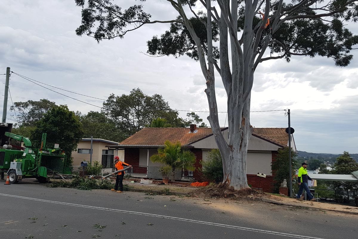 Council Tree Removal Newcastle & Lake Macquarie: Agility Trees