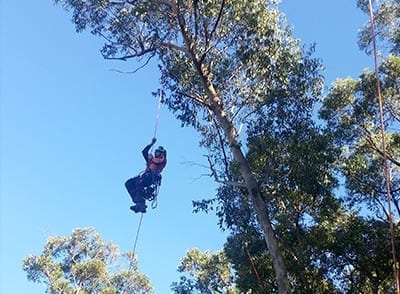 Hire A Trained Arborist, Tree Removal Newcastle: Agility Trees