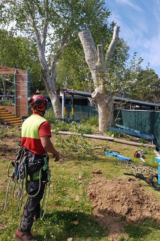 School Tree Removal & Maintenance Newcastle: Agility Trees