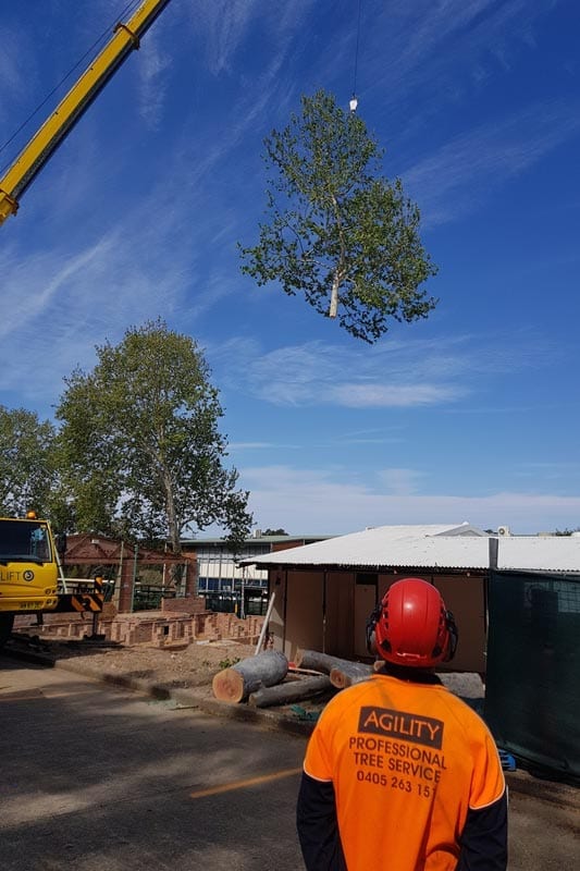 School Tree Removal & Maintenance Newcastle: Agility Trees