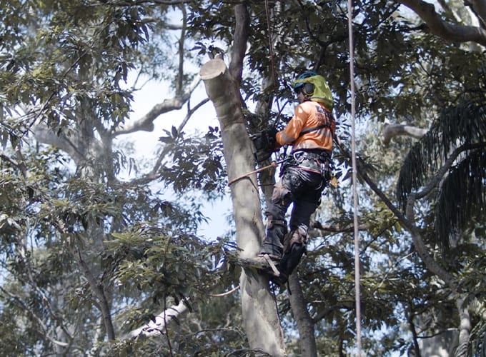 How To Get Council Approval To Remove A Tree: Agility Trees