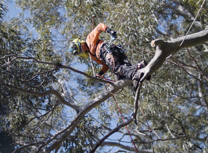 Hire A Trained Arborist, Tree Removal Newcastle: Agility Trees